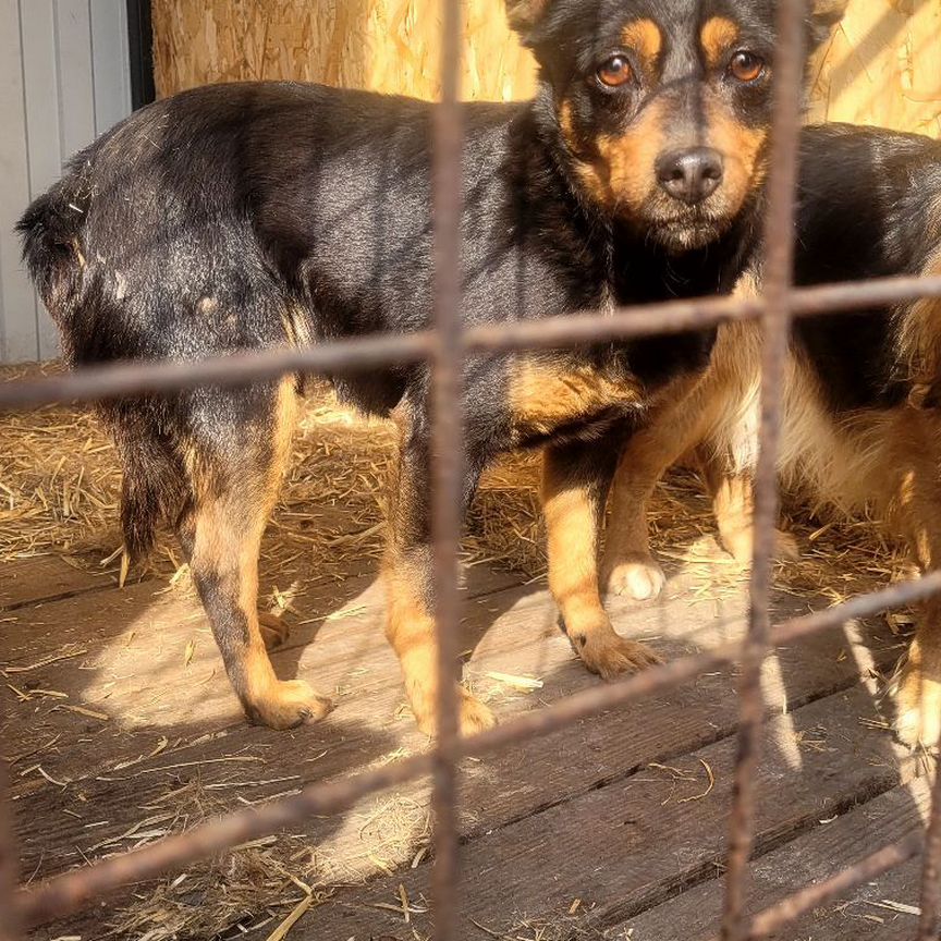 Взрослый пёс в добрые руки