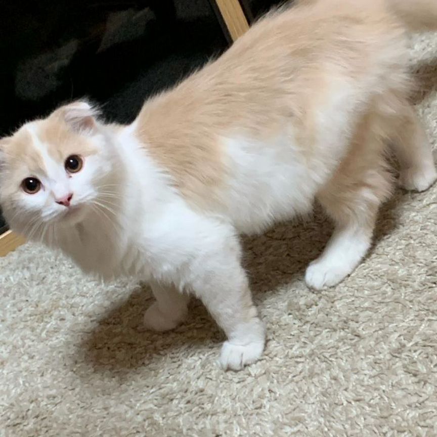 Вислоухий котик
