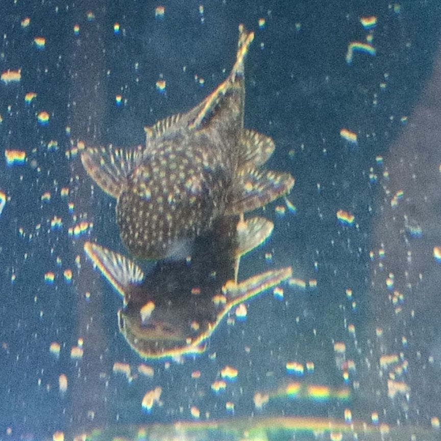 Отдам сомиков