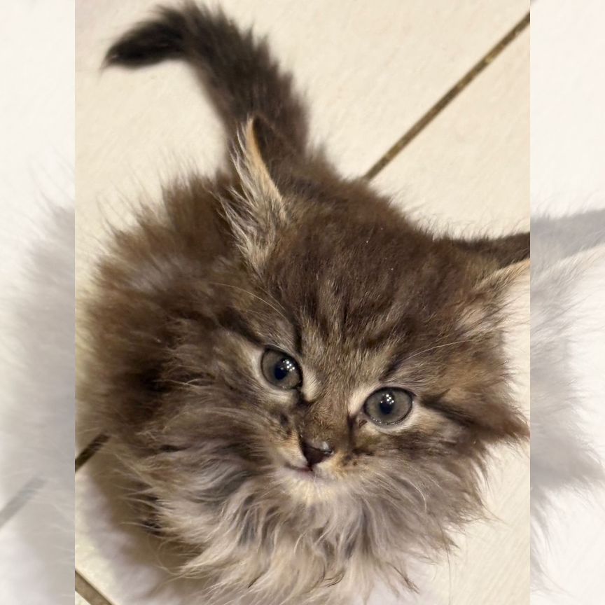 Котёнок в добрые руки