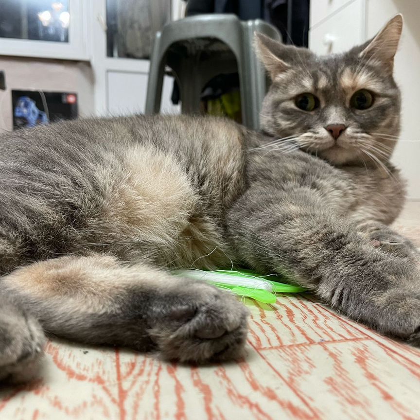 Домашние животные котята бесплатно