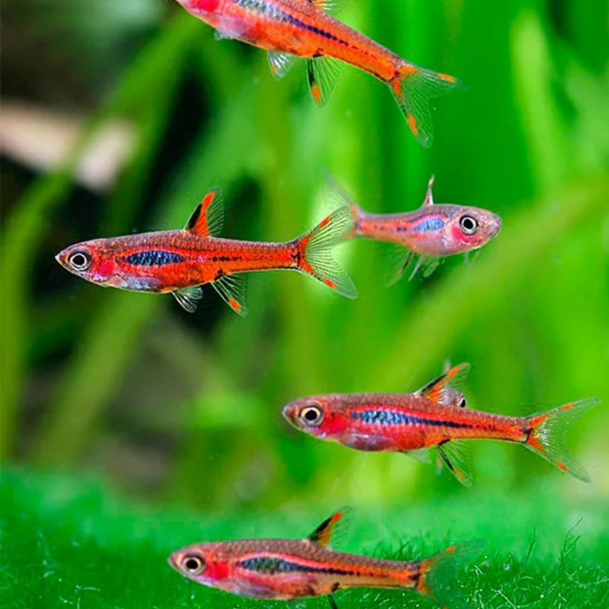 Разбора Бригитта