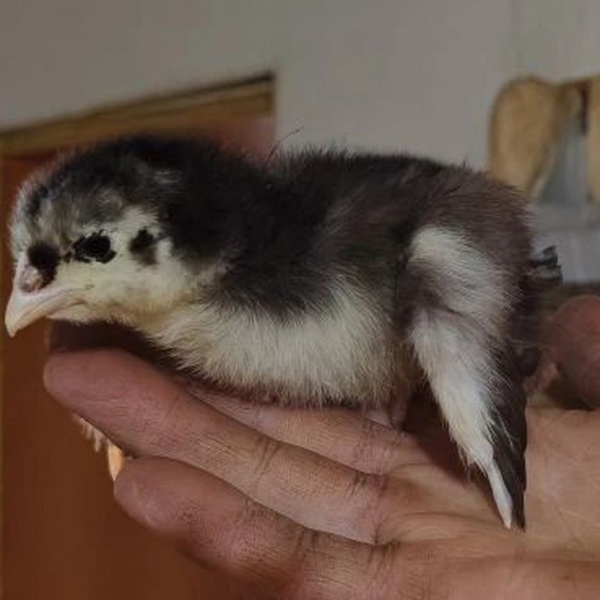 Кохинхин стандарт,цып