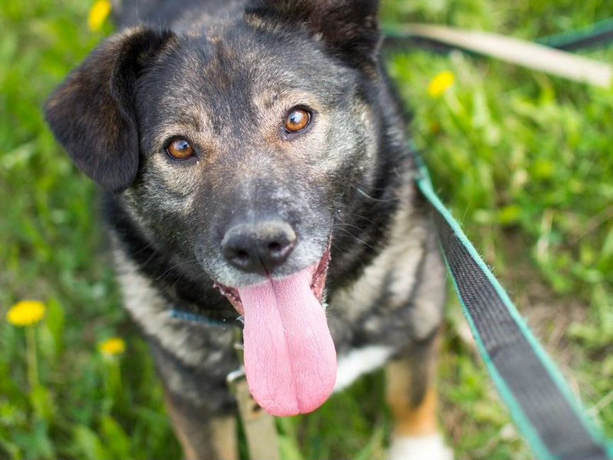 Жизнерадостная и активная Мандаринка ищет дом