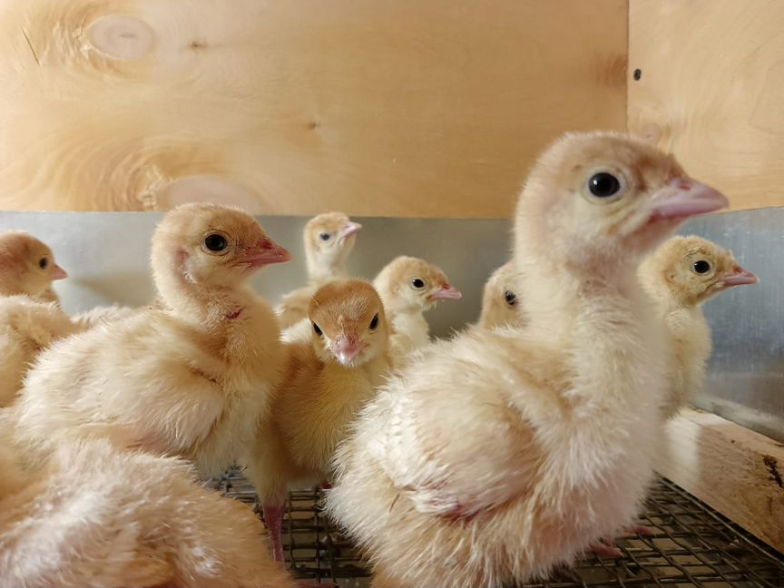 Индюшата хайбрид конвертер