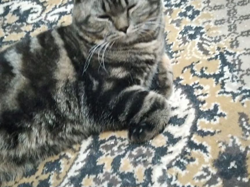 Кошка
