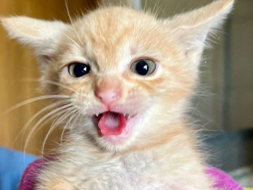 Котята из приюта