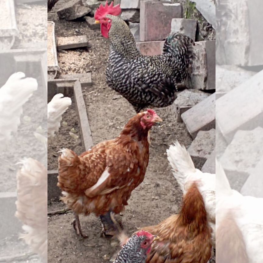 Куры несушки продам
