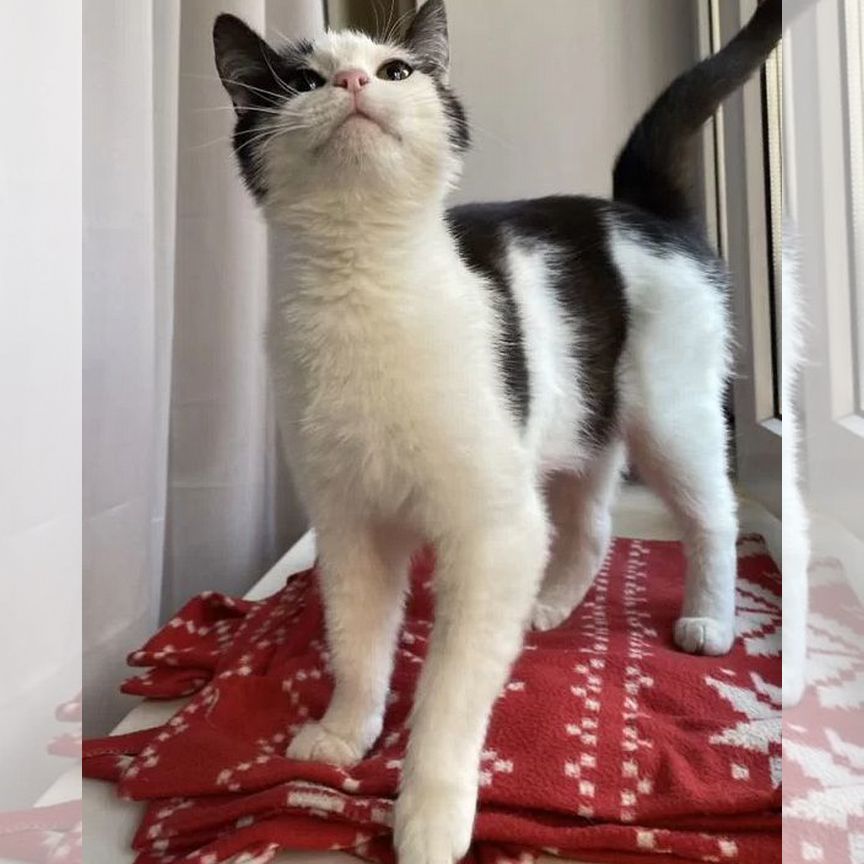 Котёнок в добрые руки