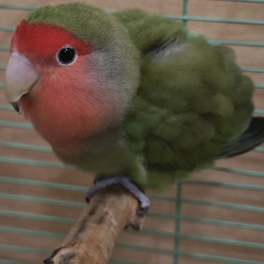 Попугай неразлучник