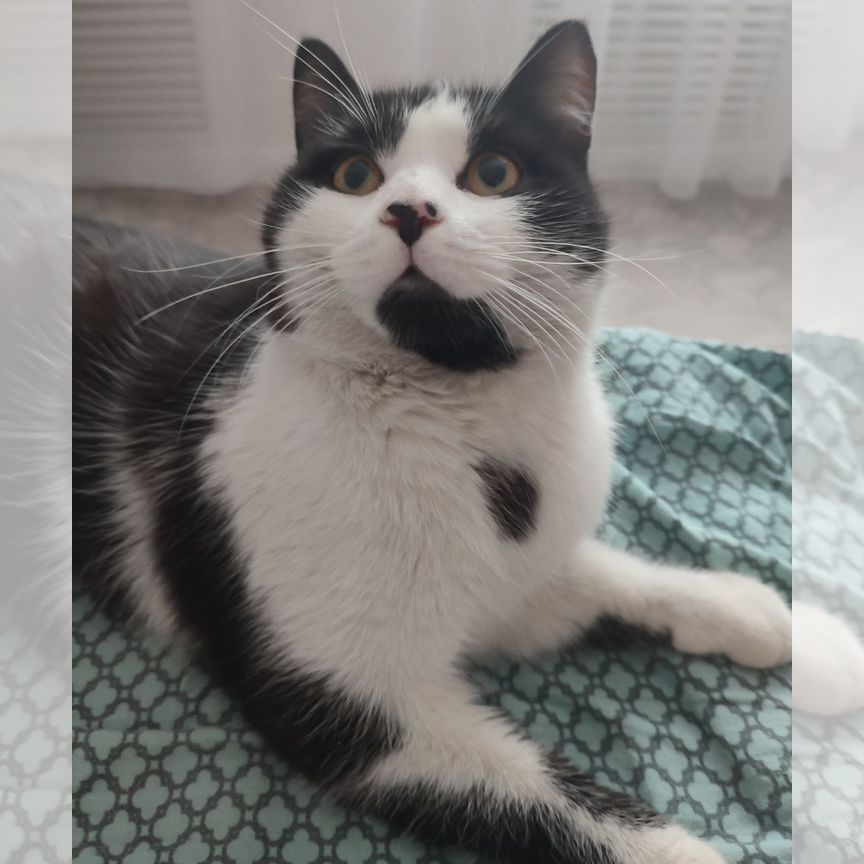 Взрослый кот в добрые руки