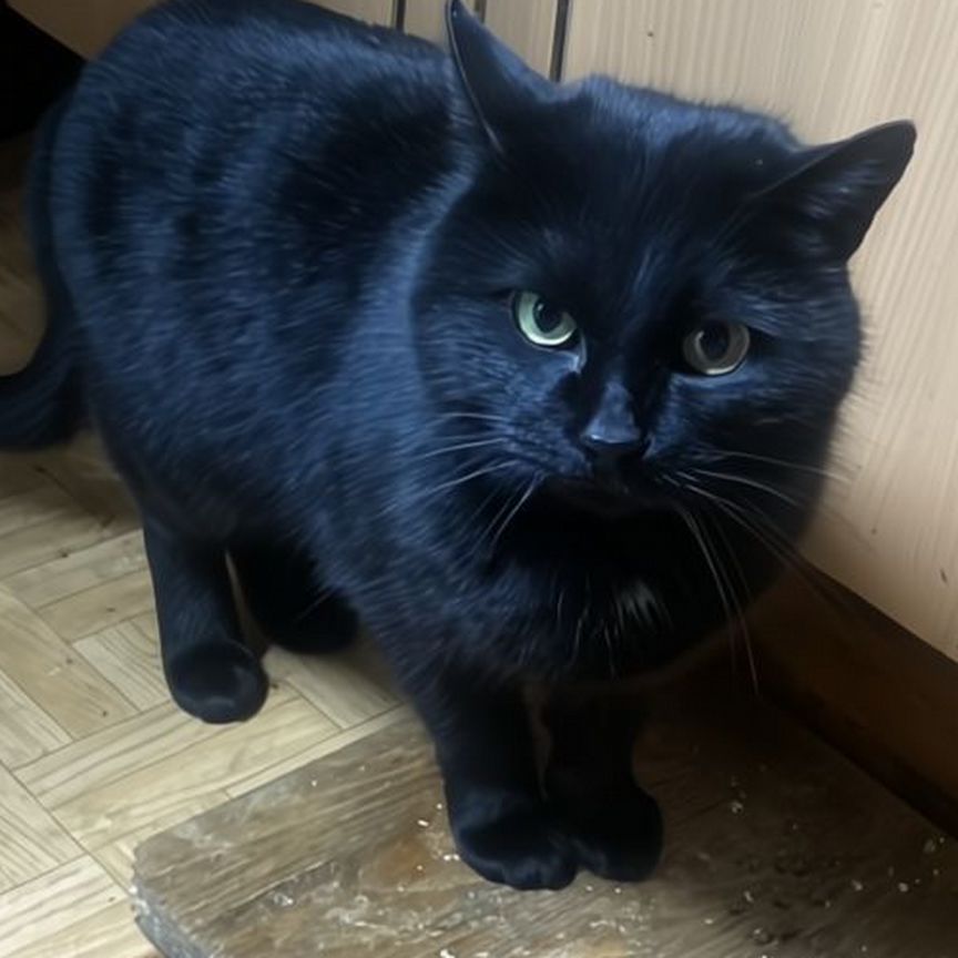 Взрослая, кошка в добрые руки