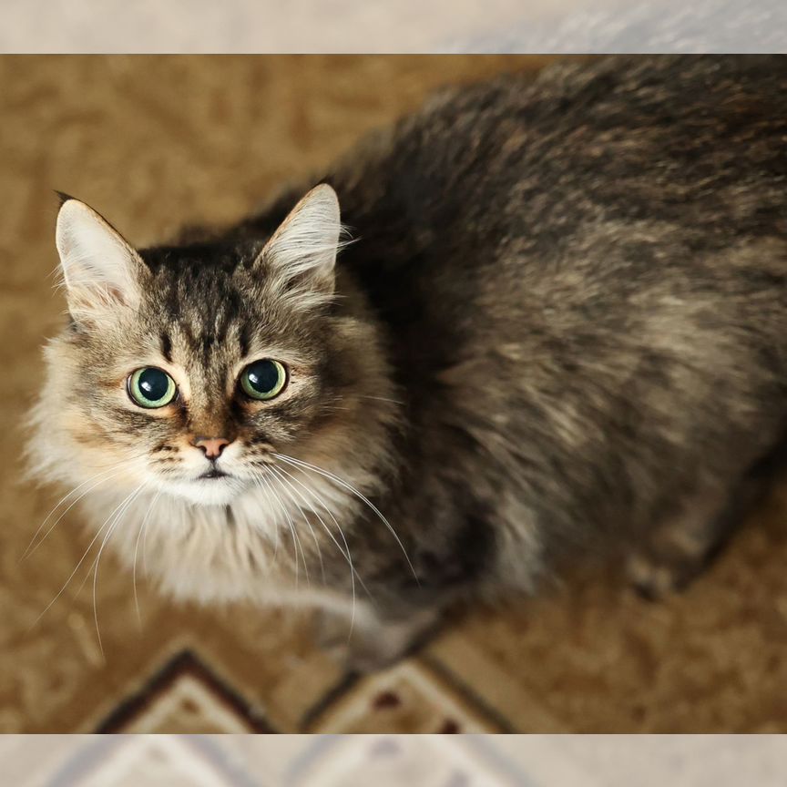 Сибирская, взрослая кошка