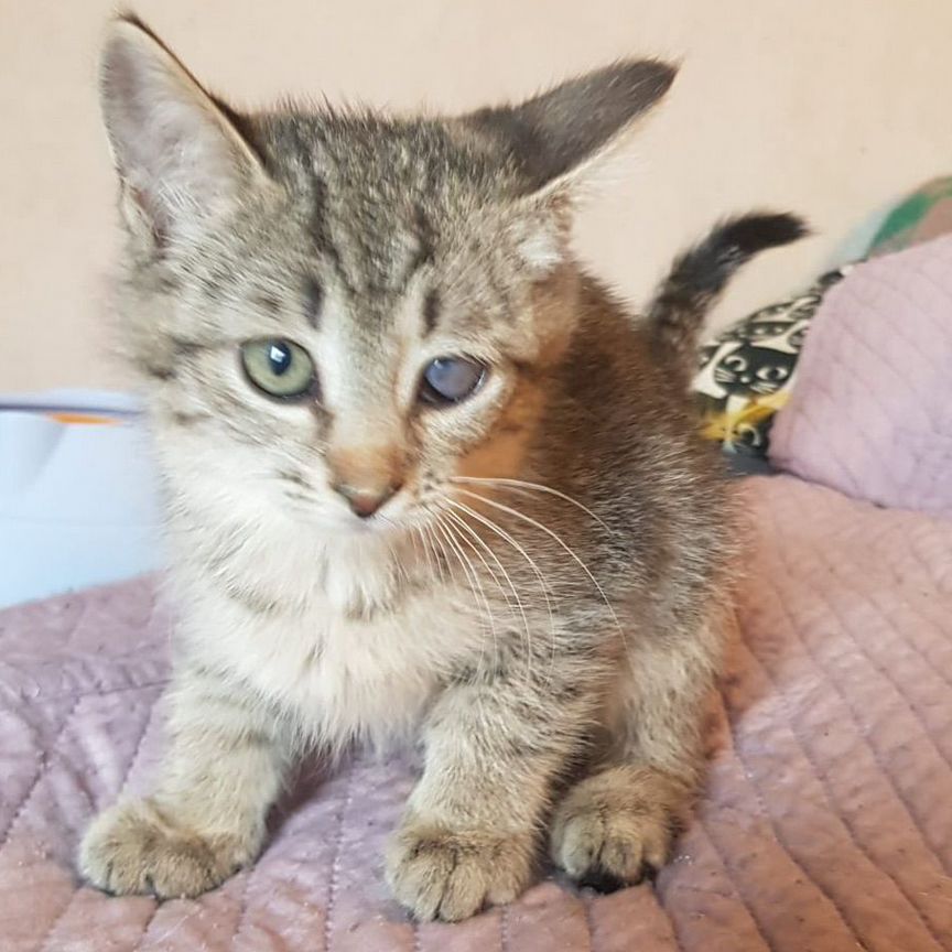 Котенок
