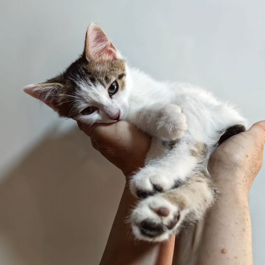 Котенок