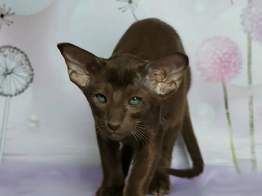 Ориентальный котенок экстрим