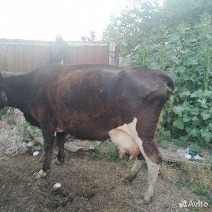 Корова дойная