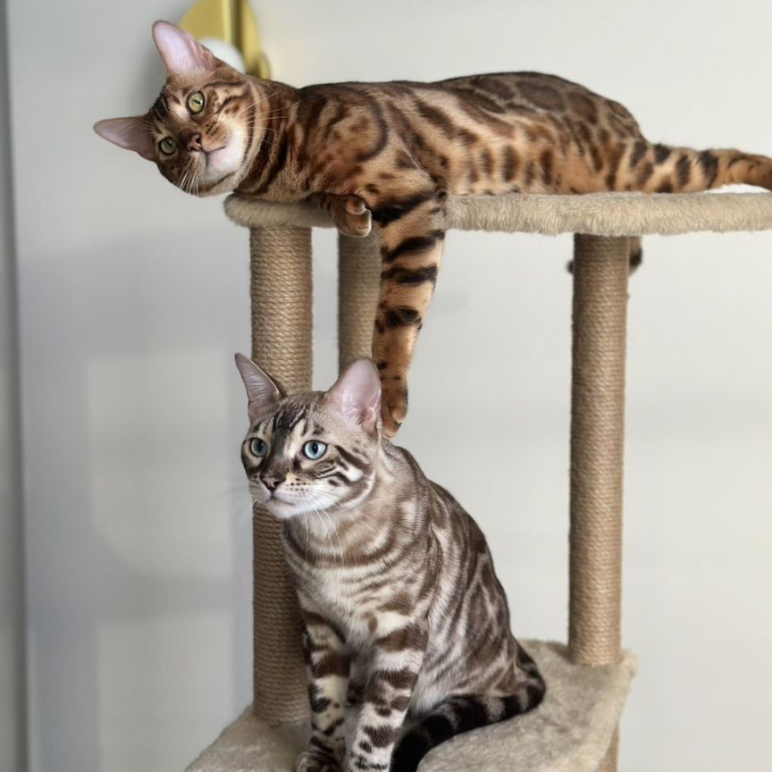 Аренда животных (котов) для фотосессии