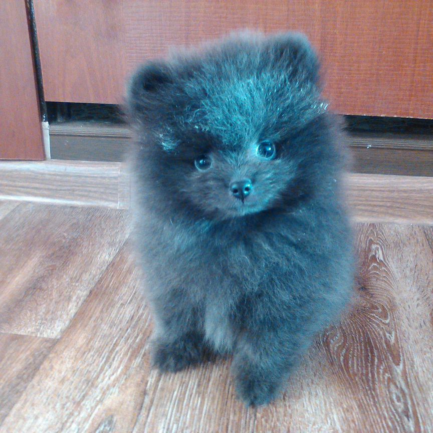 Шпиц не такой как все