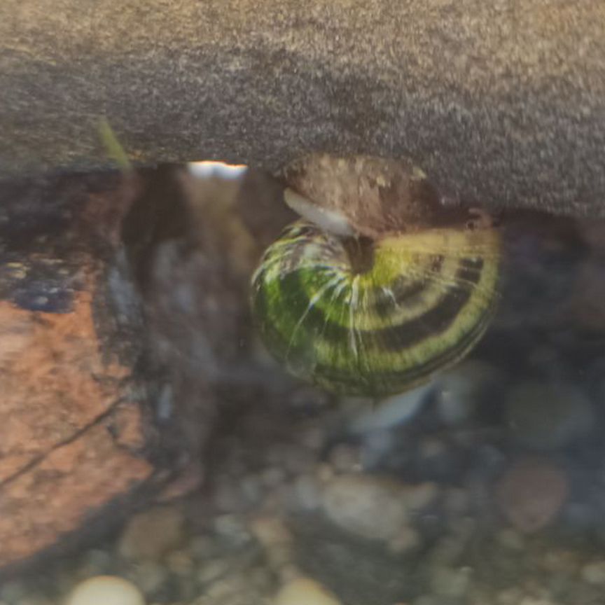 Улитка аквариумная