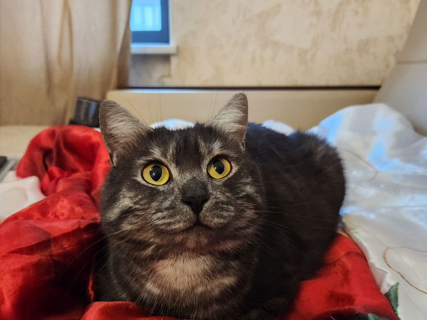 Кошечка ищет семью