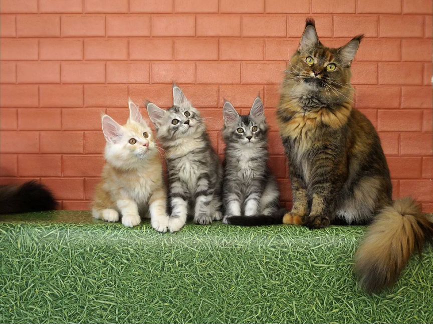Котята мейн-кун