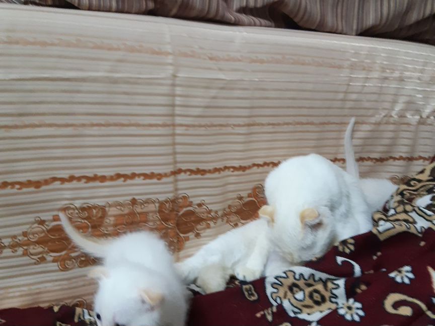 Вислоухие котята в добрые руки