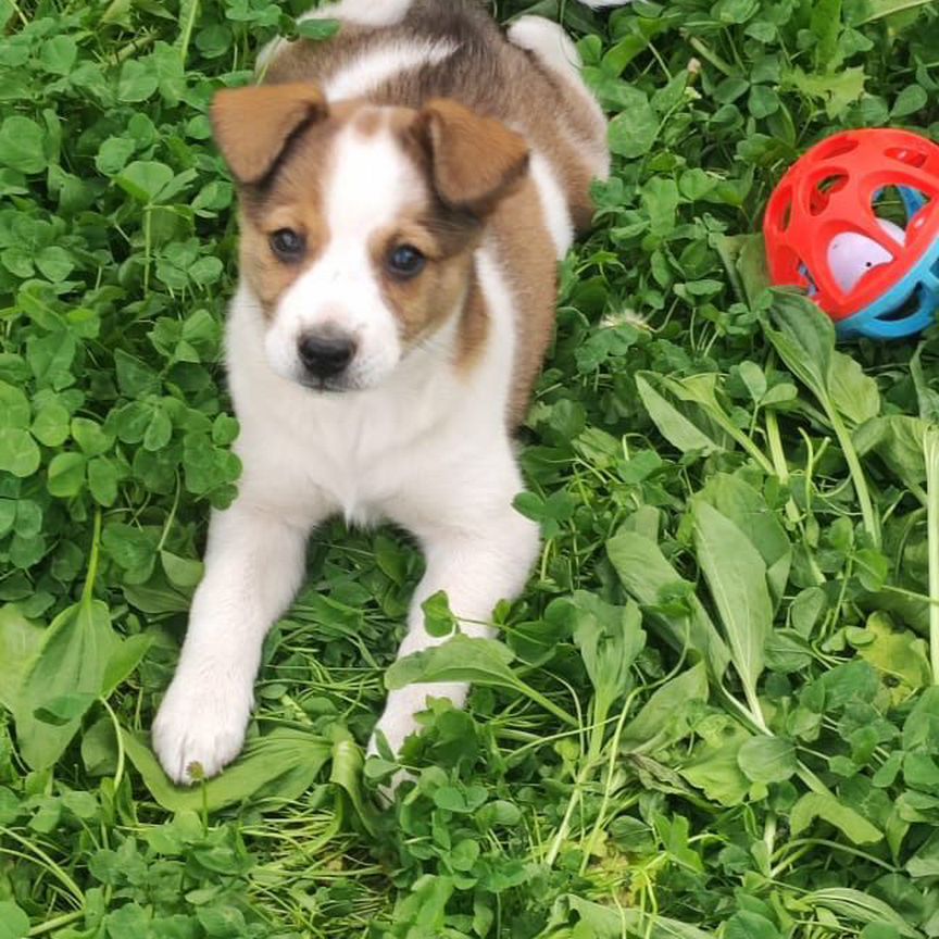 Пуговка щенок