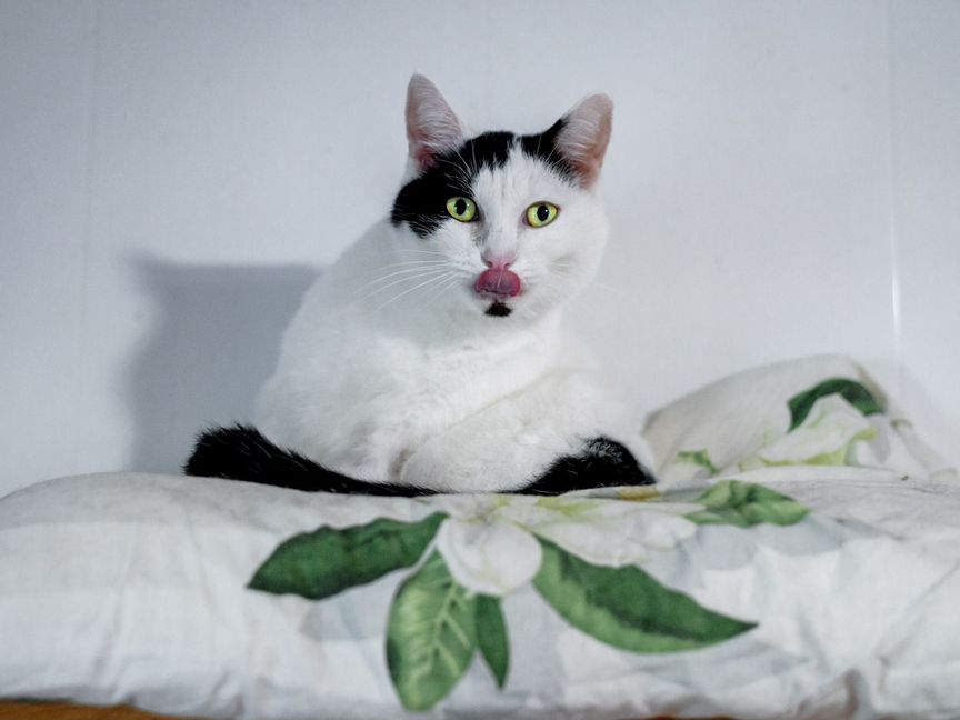 Милая кошка в поиске семьи