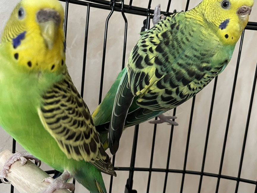 Два волнистых попугая девочки