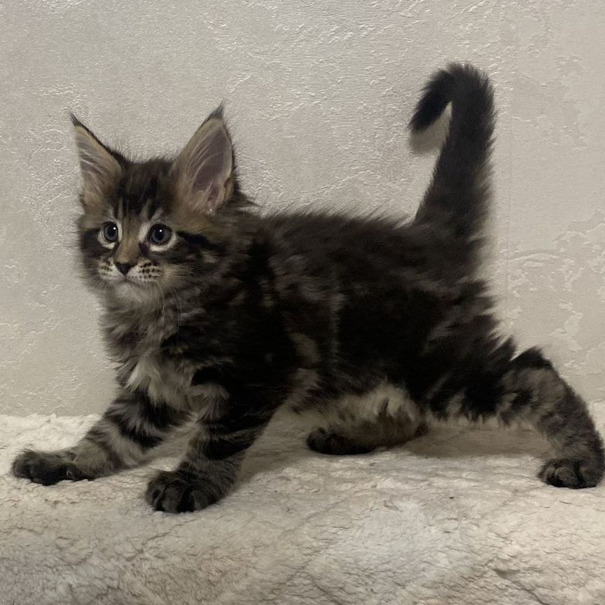 Мейн-кун котёнок