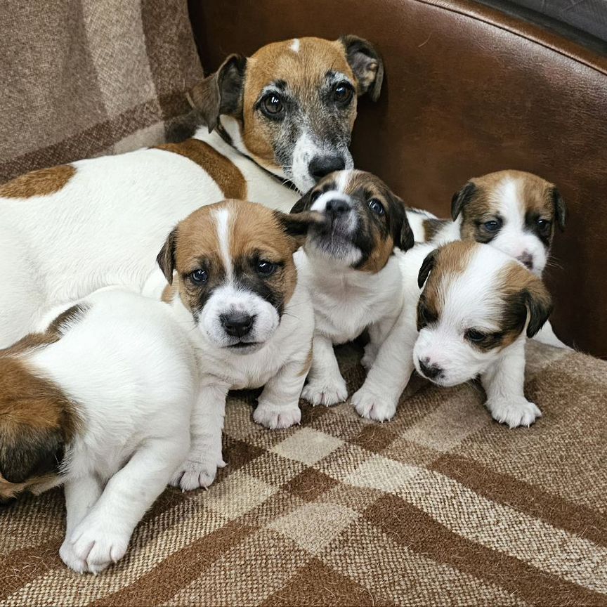 Щенки джек рассел терьер