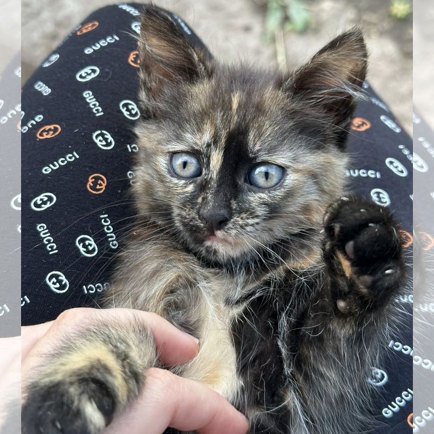 Котенок в добрые руки