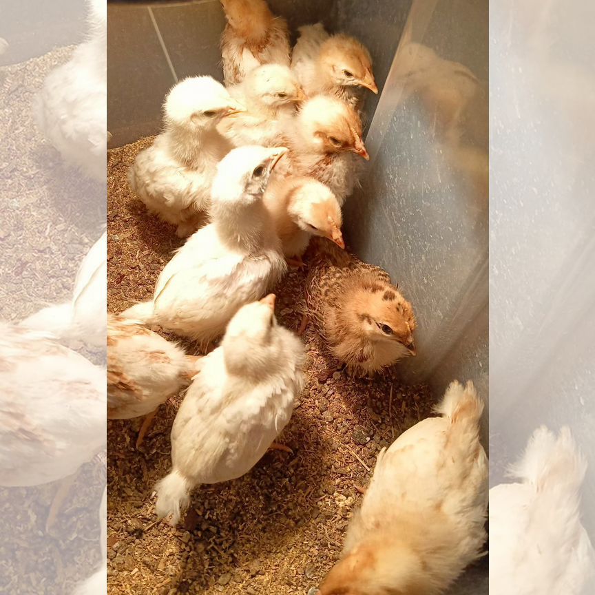 Цыплята несушки двухнедельные