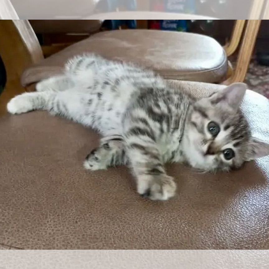 Котёнок в добрые руки