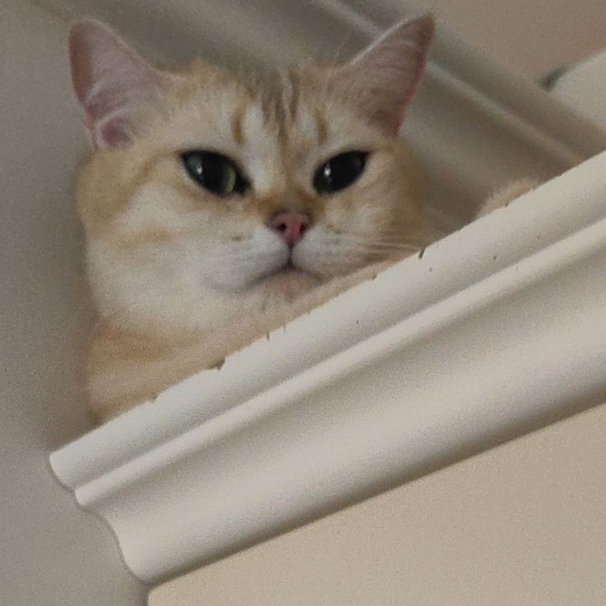 Британская короткошёрстная, взрослая кошка