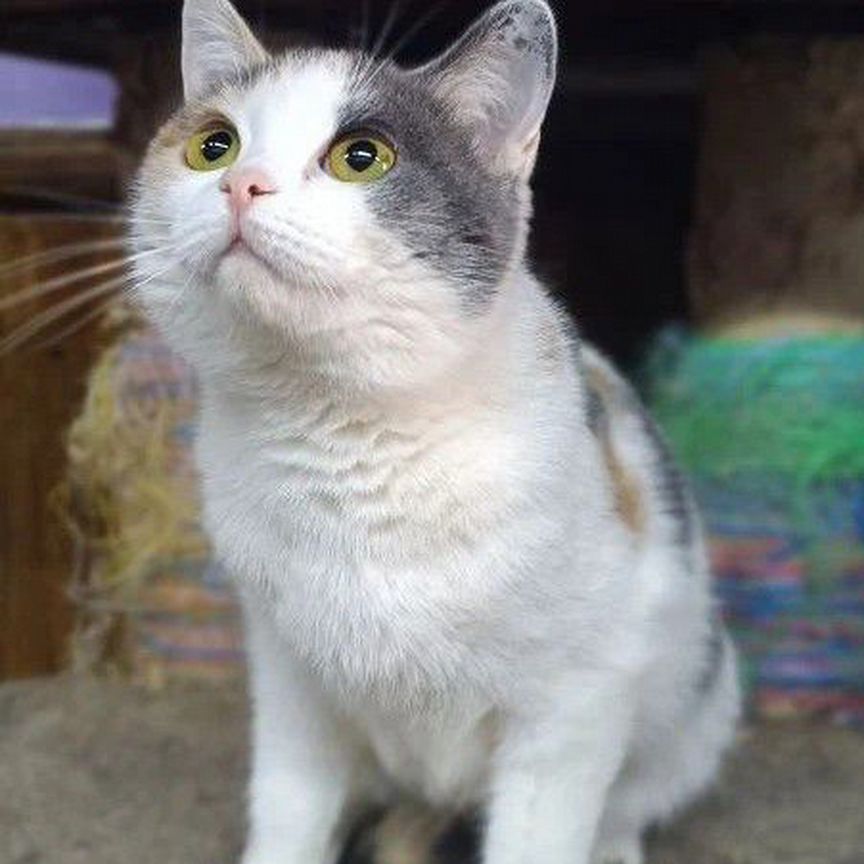 Взрослая, кошка в добрые руки