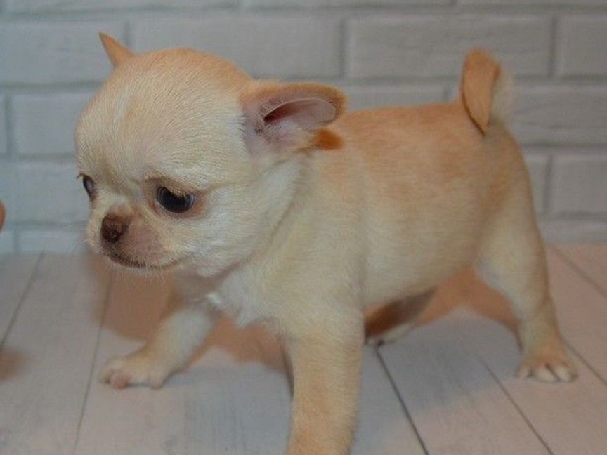 Чихуахуа, кукольные мини мальчик и девочка