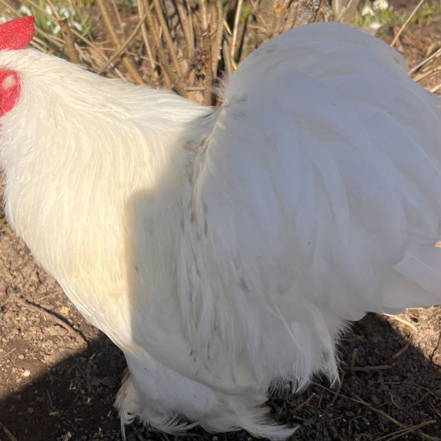 Петух карликовый кохинхин   курица