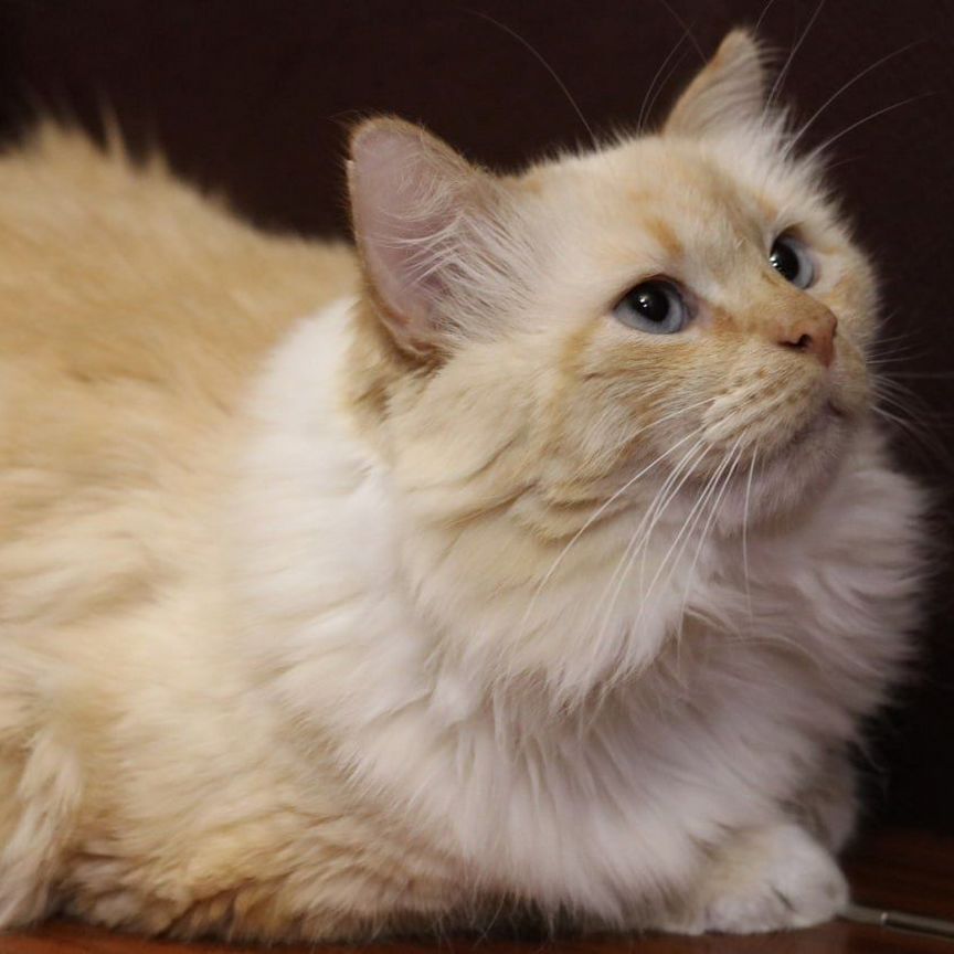 Тайский кот бесплатно