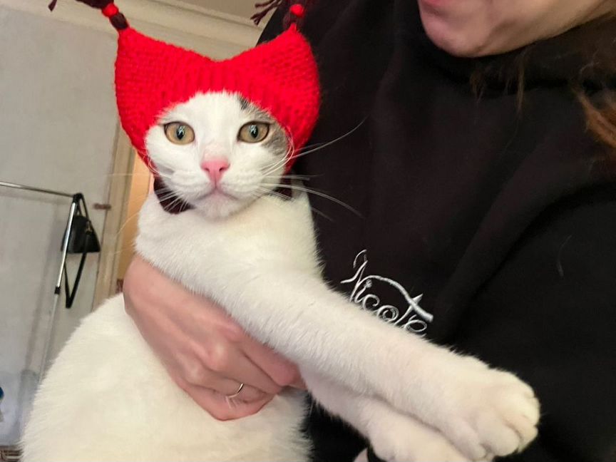 Шапочки для собак мелких пород