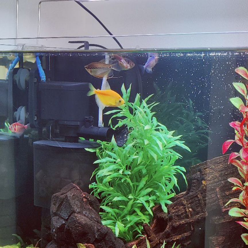 Рыбки для аквариума