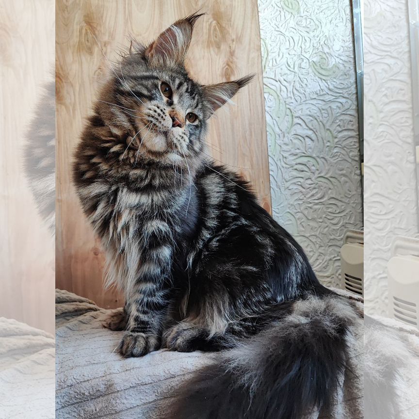 Мейн-кун котёнок