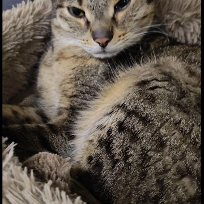 Кошки найденыши