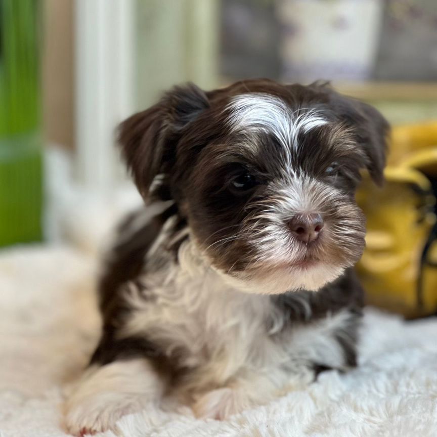 Неотразимый красавчик Джейк