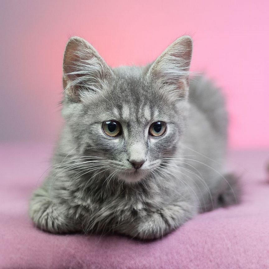 Котенок Смоки в добрые руки бесплатно