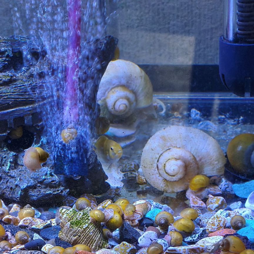 Улитка ампулярия жёлтая