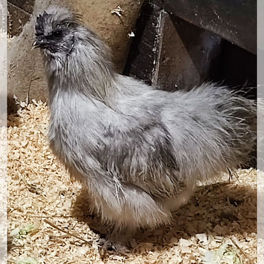 Китайские шелковые петушки