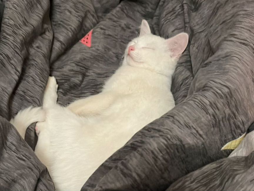 Домашние животные кошки