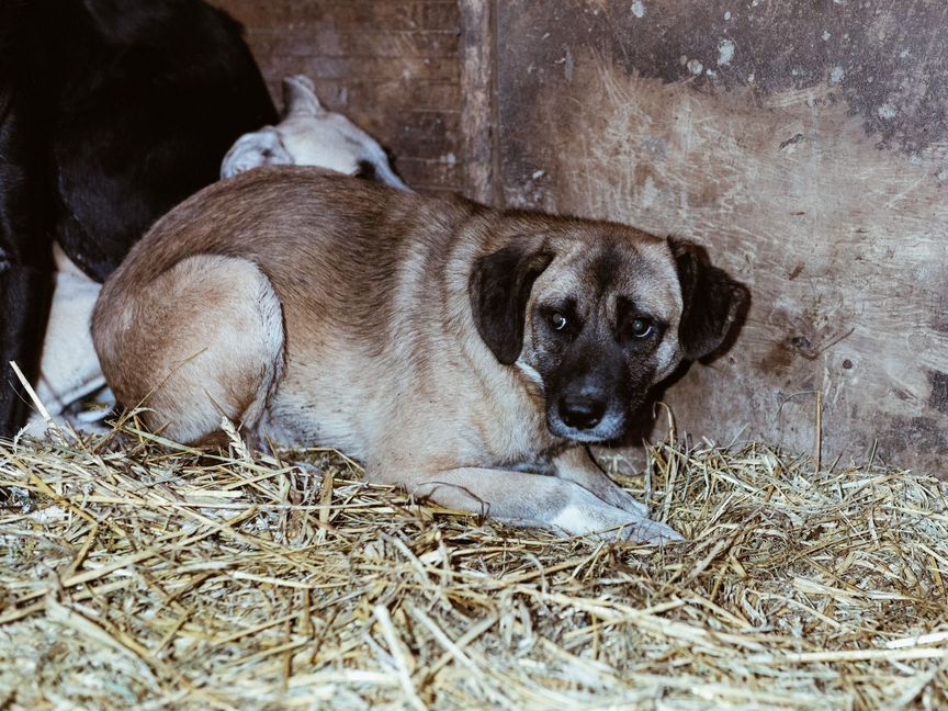 Собака в добрые руки